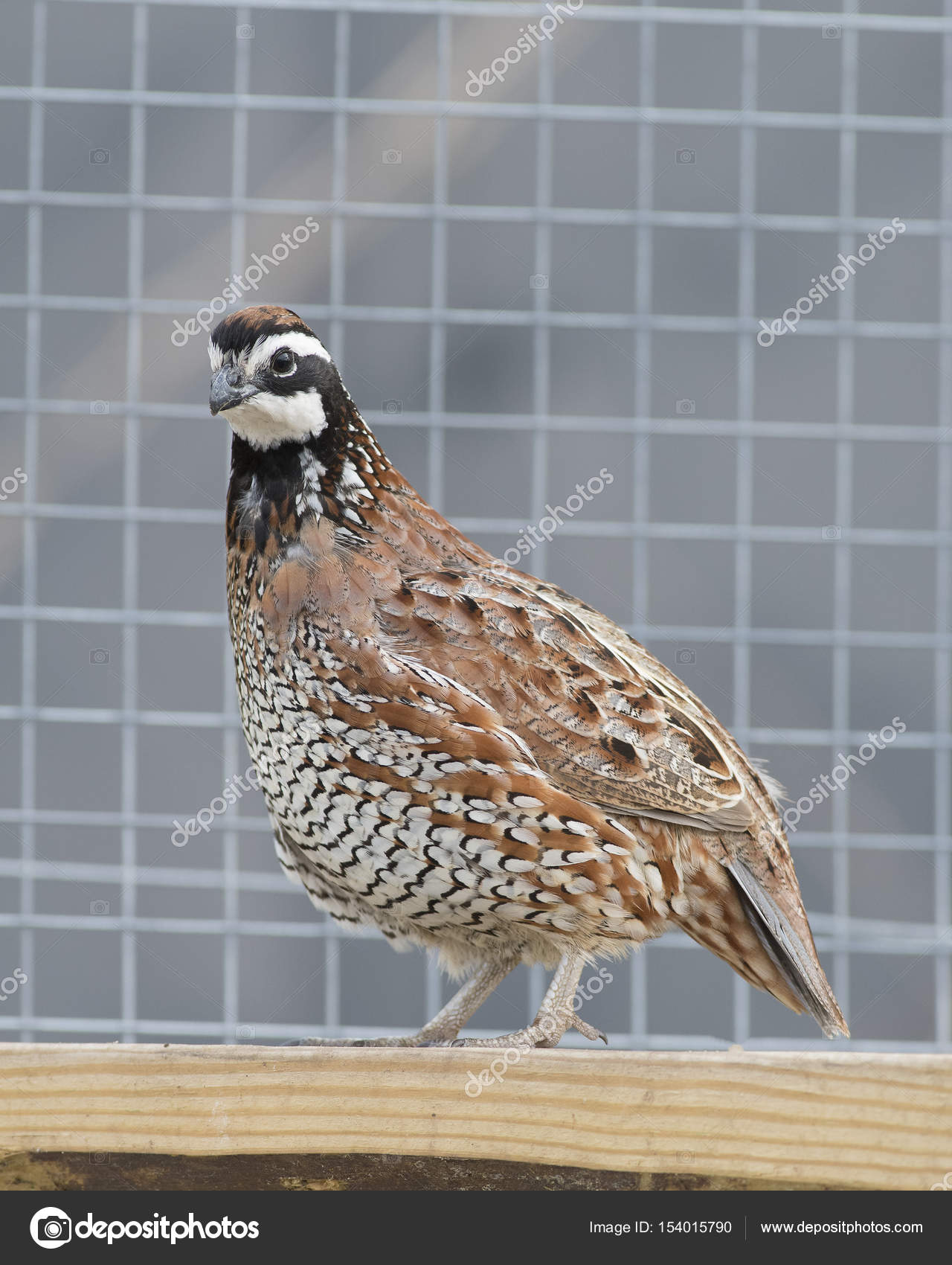 Silueta De Codorniz Bobwhite 35 Bobwhite Quail Stock Vectors And