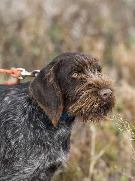 German Wirehair Retriever Stock Photo by ©schlag 12526159