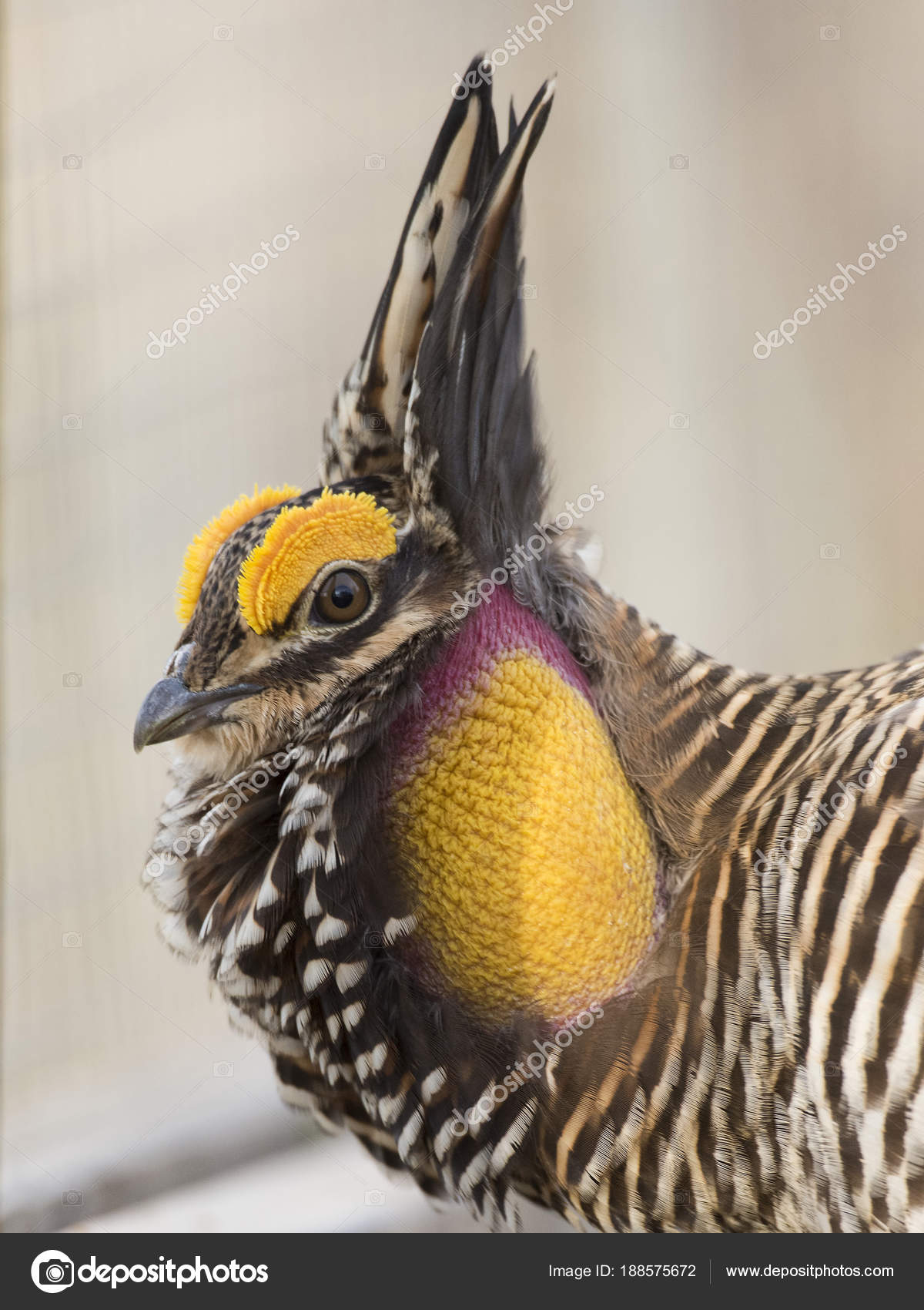 Photos: prairie chicken picture | Booming Greater Prairie Chicken ...
