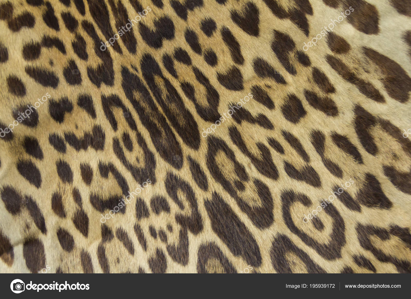 Real Leopard Skin Texture — Stock Photo © neokil28 #195939172