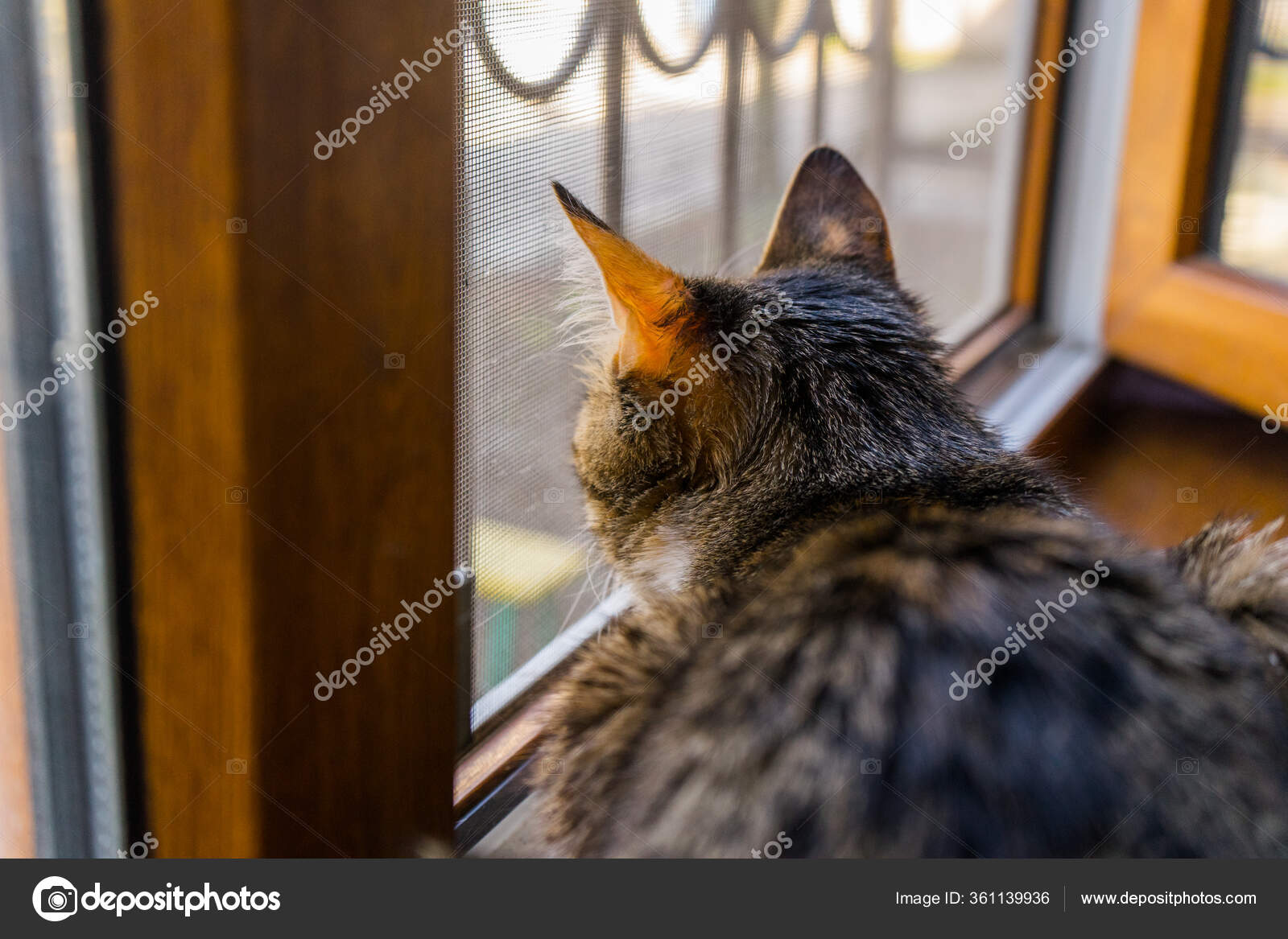 Sad Lonely Cat Sitting Window Looking Multicolored Cat Isolated Home ...