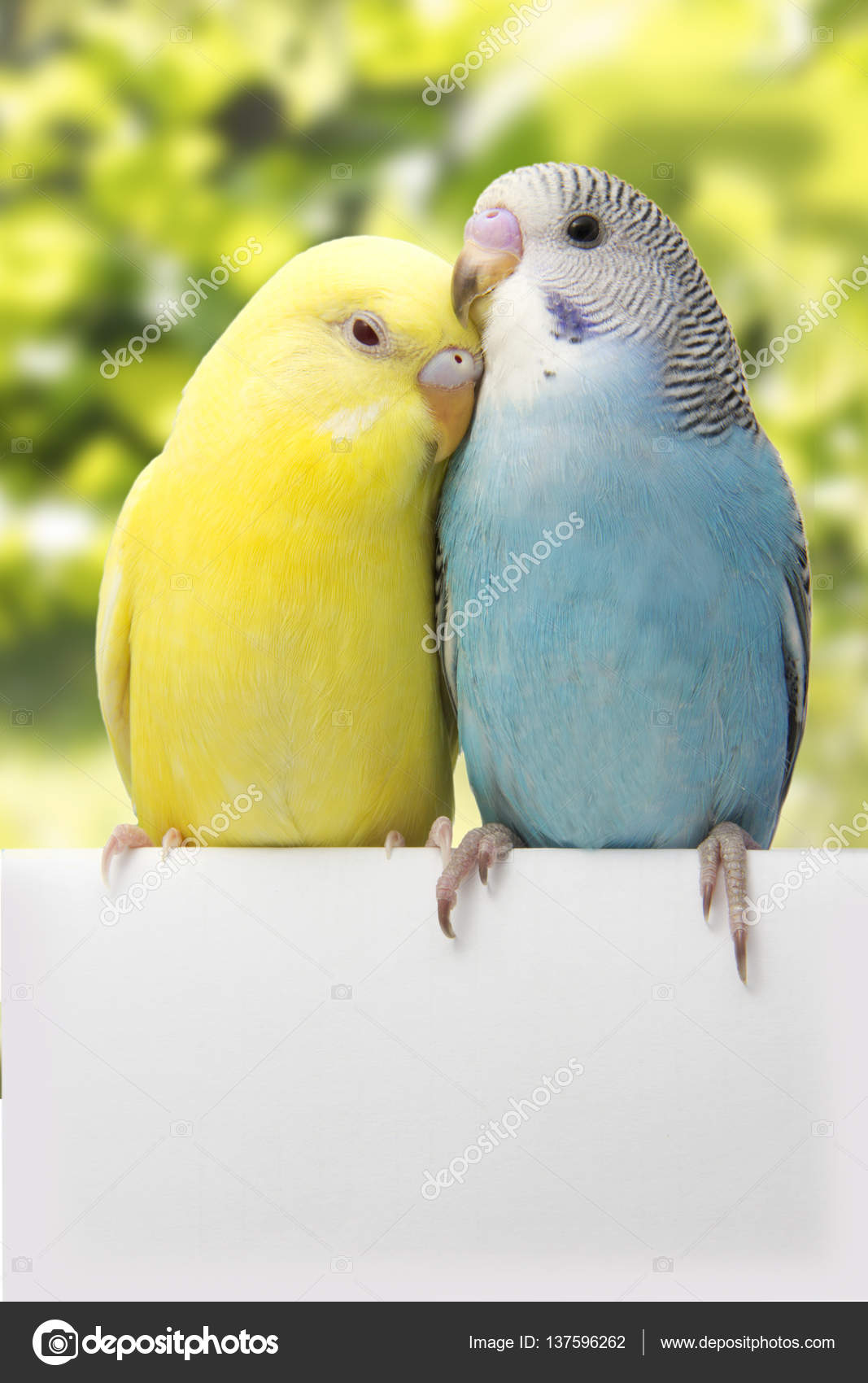 Two birds are on a white background Stock Photo by ©khmel08 137596262