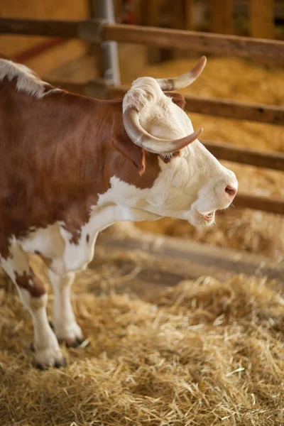 cute, clean, healthy and happy cow in a barn, relaxing in fresh straw ...