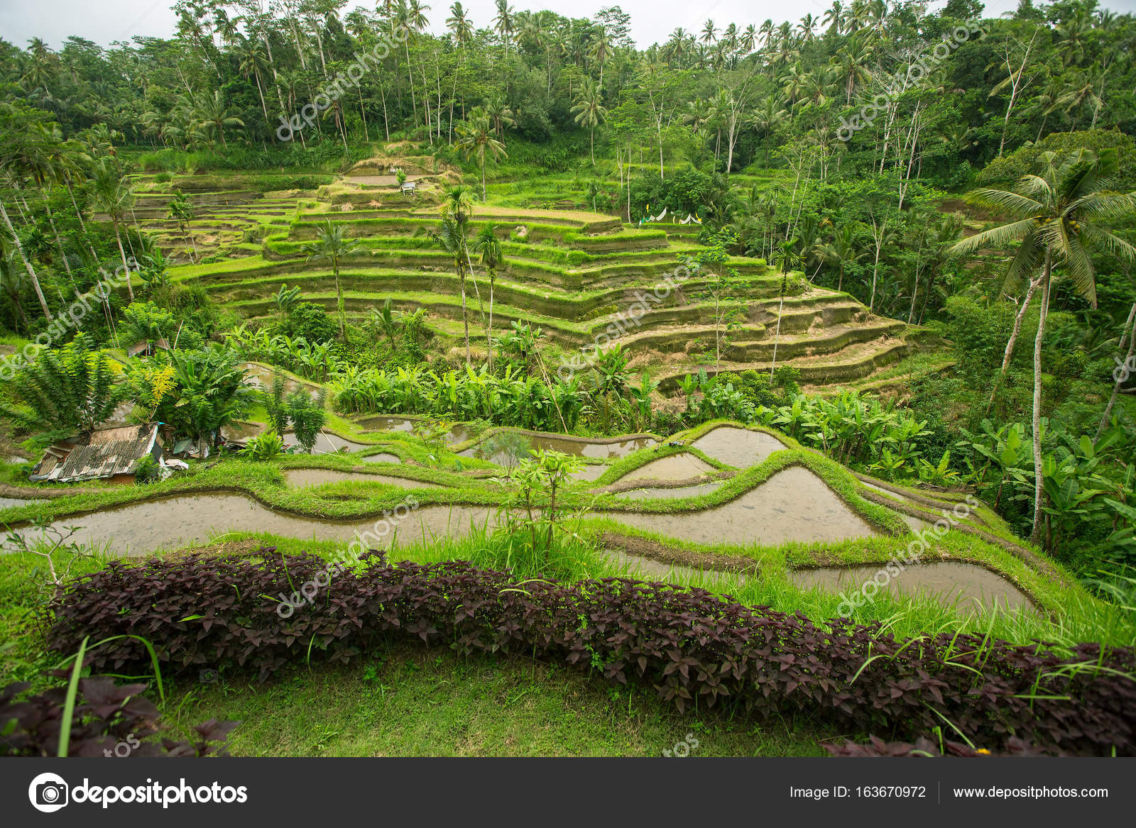 Green rice terraces on Bali Stock Photo by ©dimaberkut 163670972