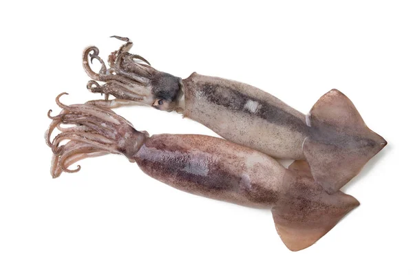 Fotos de Lulas frescas, Imagens de Lulas frescas sem royalties ...