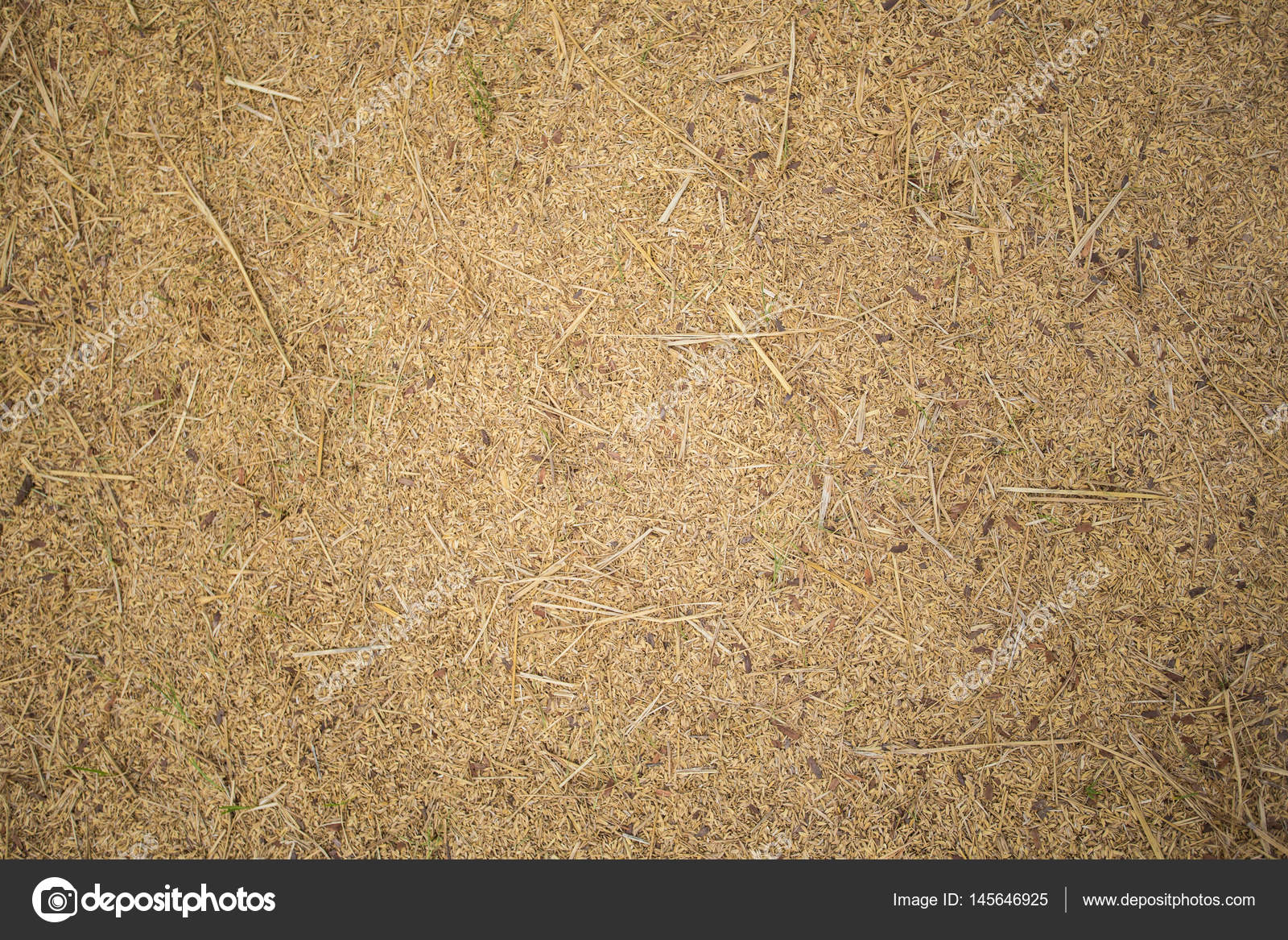 Rice husk background — Stock Photo © antpkr #145646925