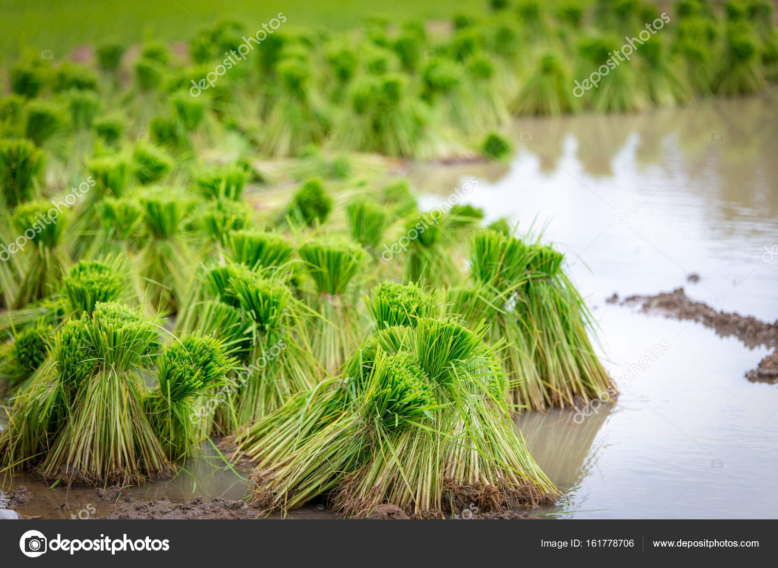 Rice seedling in paddy farm Stock Photo by ©antpkr 161778706