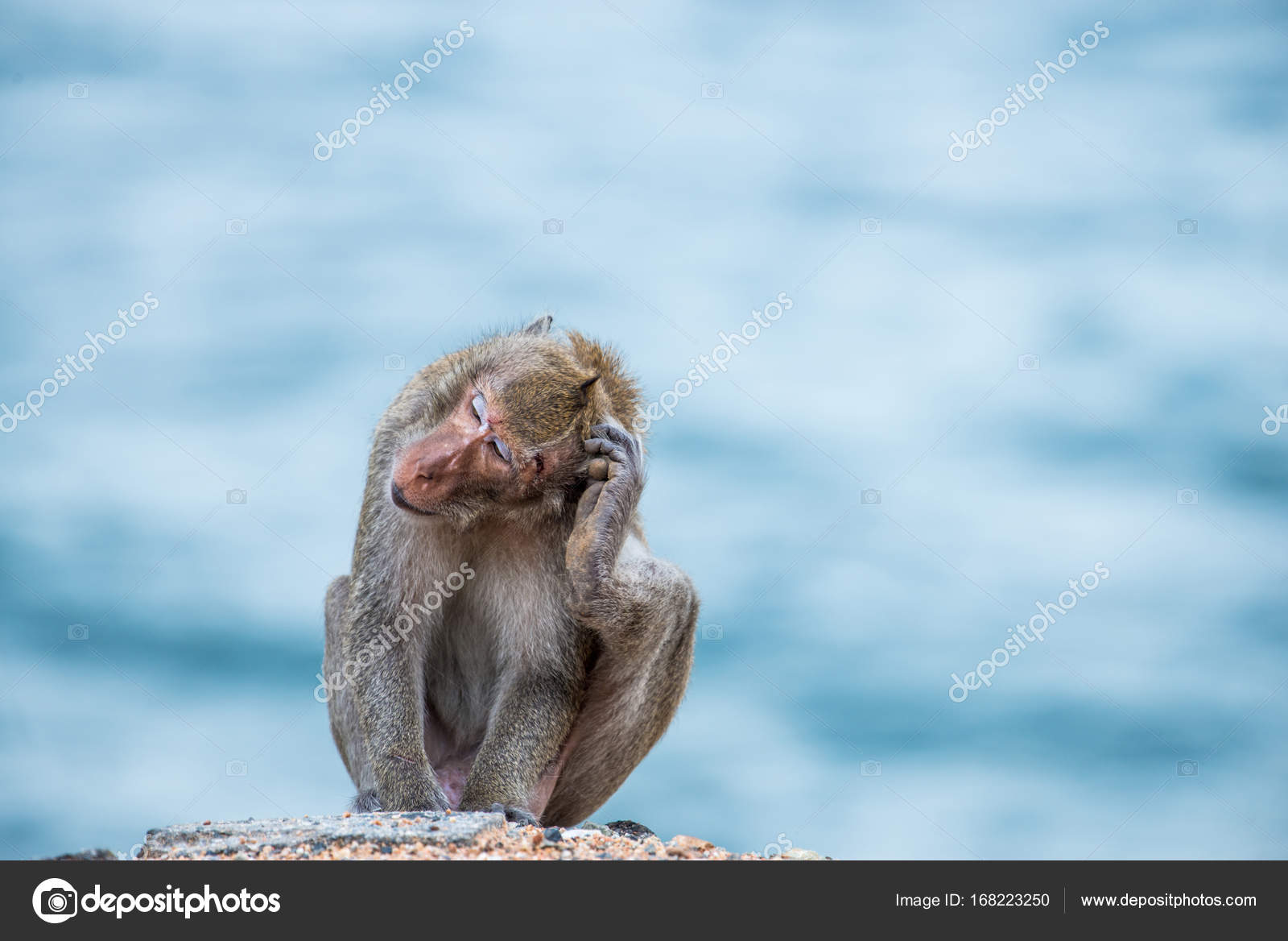 Monkey Scratching Head