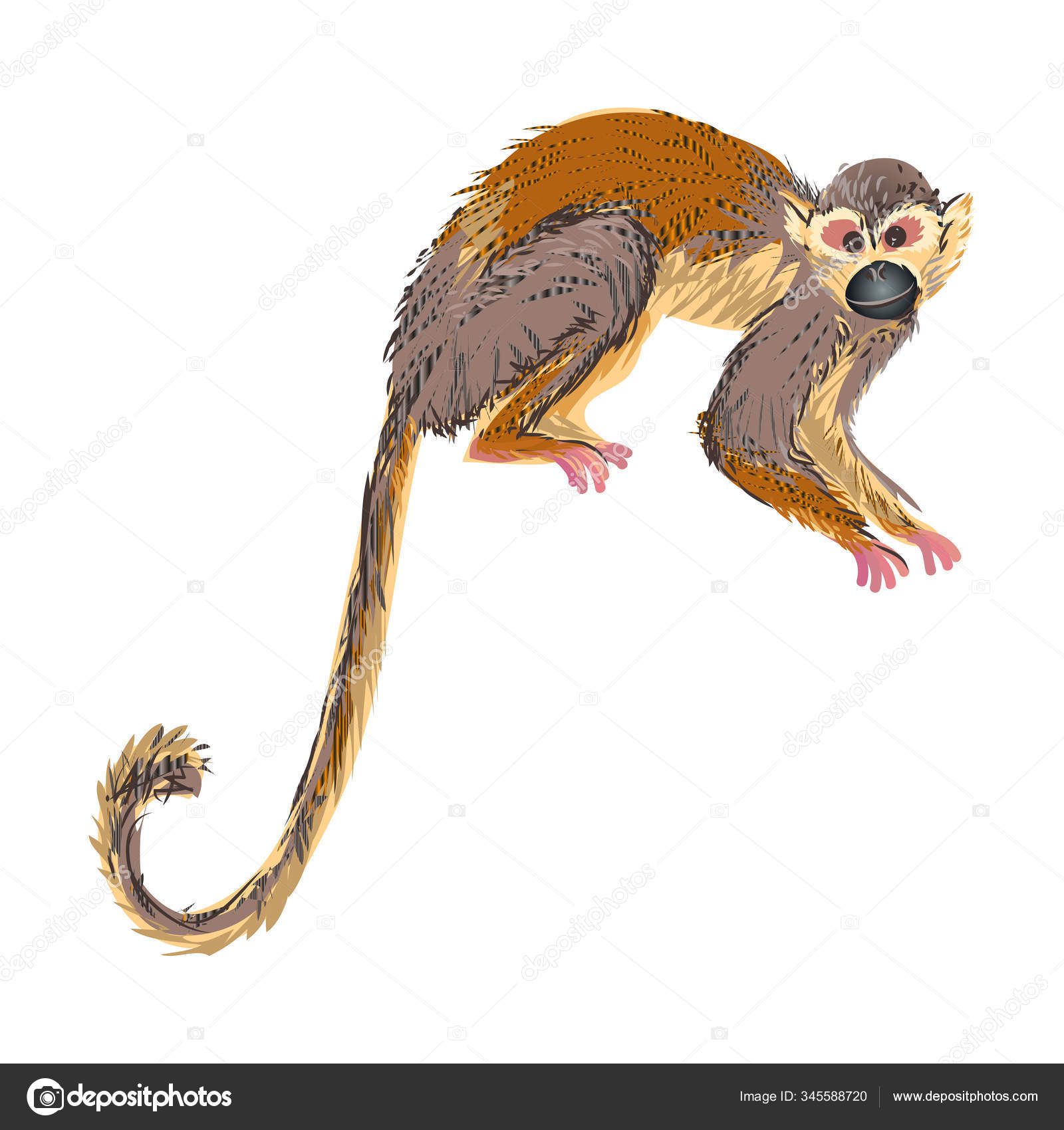 Capuchin monkey animal tropical jungle ready to jump Stock Vector Image ...