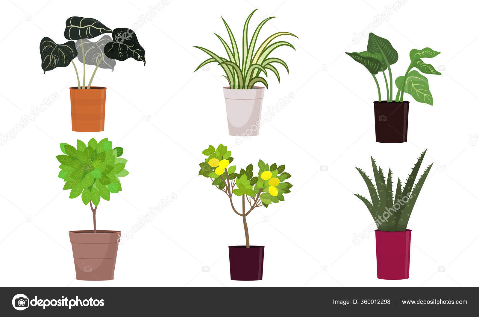 Différents types de plantes vertes à la maison en fleurs dans des pots ...