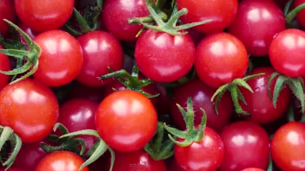 261 vídeos de Tomate sauvage, metraje de Tomate sauvage sin royalties ...