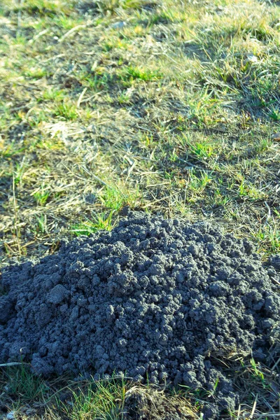 Manure poop Stock Photos, Royalty Free Manure poop Images | Depositphotos