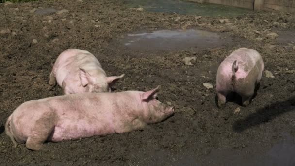 Pink Pigs Burrowing Mud — Stock Video © 02lab #166911240