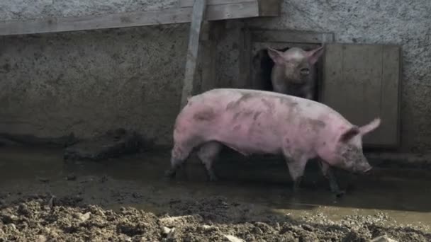 Pink Pigs Burrowing Mud — Stock Video © 02lab #166911240