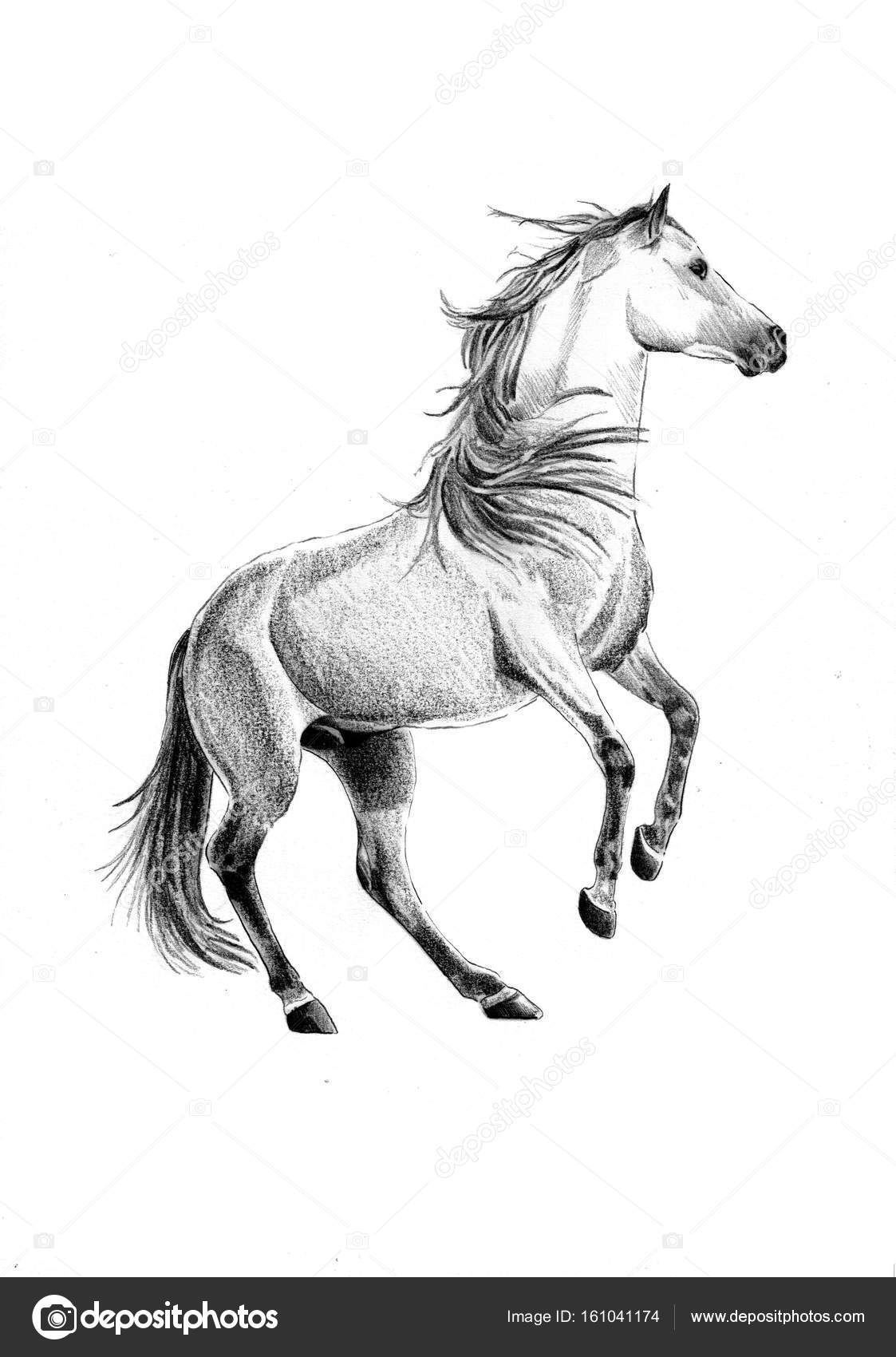 Od ruky koňské hlavy kresba tužkou Stock Ilustrace od ©maxtor7777#161041174