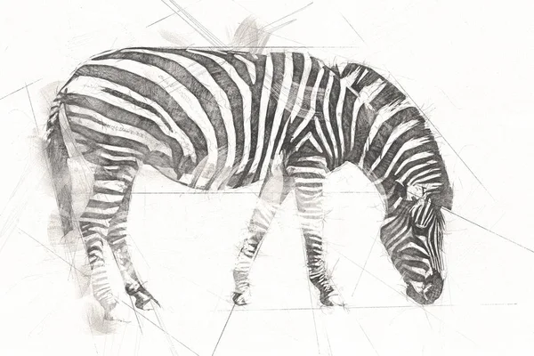 Cebra dibujo fotos de stock, imágenes de Cebra dibujo sin royalties ...
