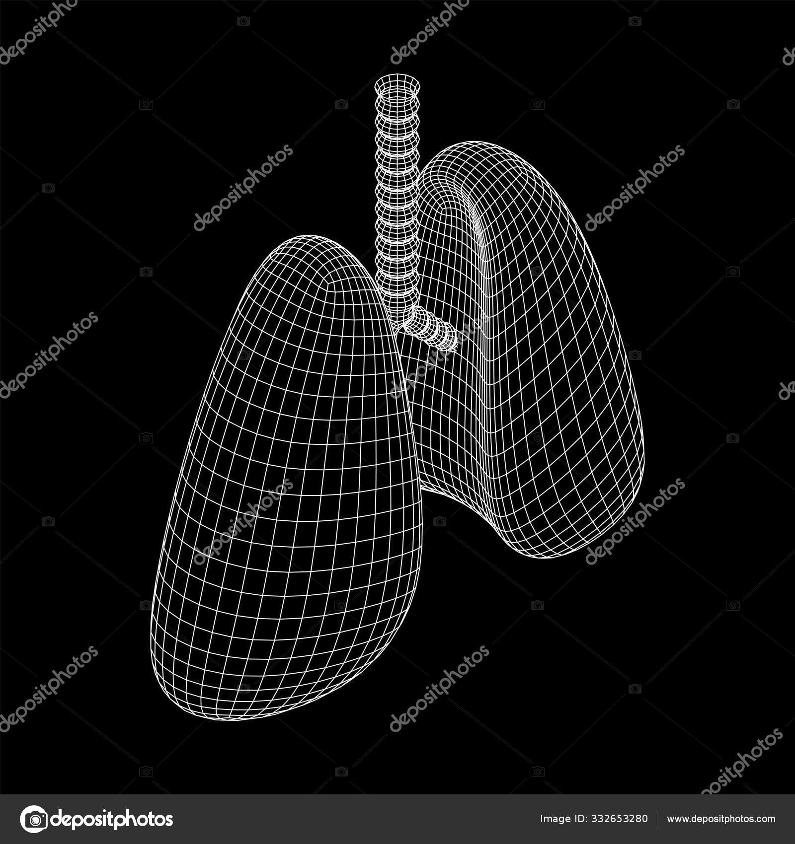 Soluk borusu bronşlu ciğerler. İç organları insan. ©newb1 332653280'e ...