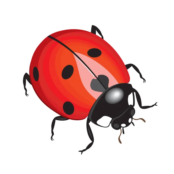 Ladybug. (Lat. Coccinellidae) — Stock Vector © dvargg #2607525