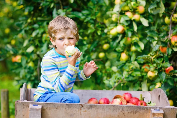 Beautiful blond happy kid boy picking and eating red apples on organic ...