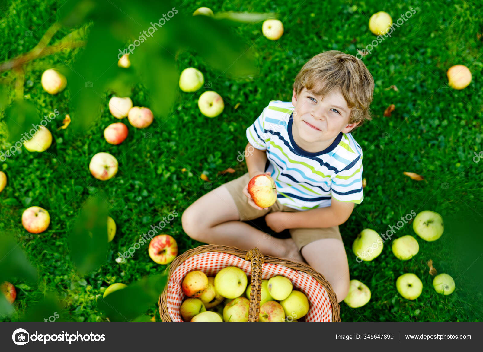 Beautiful blond happy kid boy picking and eating red apples on organic ...