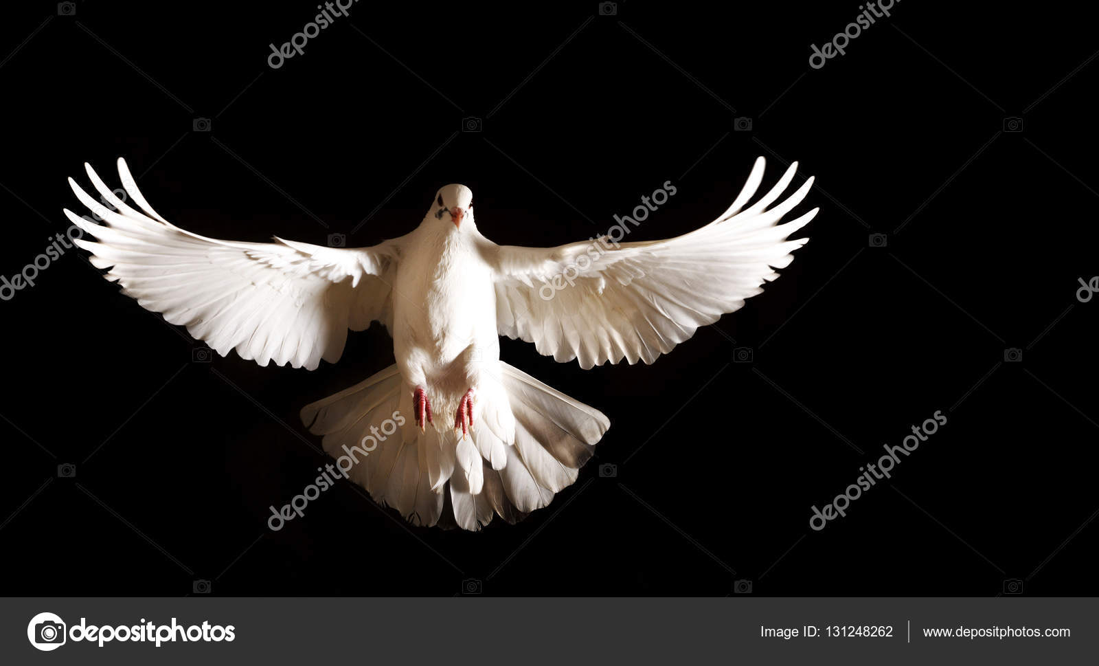 White dove with open wings flies on a black background Stock Photo by ...