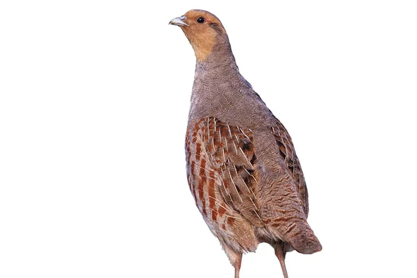 English partridge Stock Photos, Royalty Free English partridge Images ...