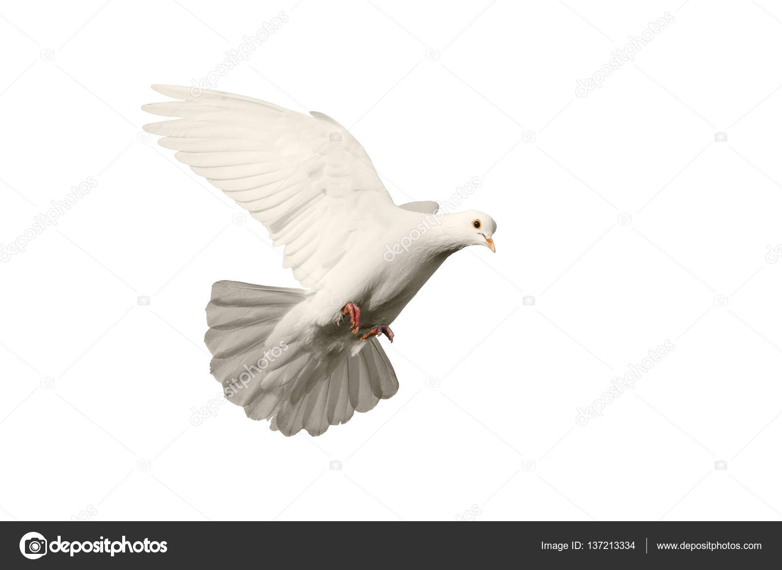 White dove flying symbol of love isolated on background — Stock Photo ...