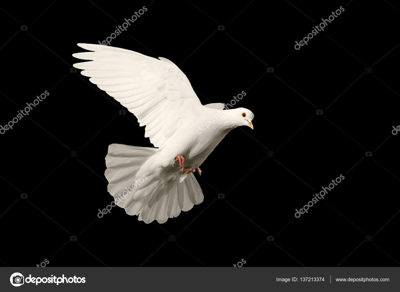 Colombe blanche symbole volant de l'amour isolé sur fond noir — Photo ...