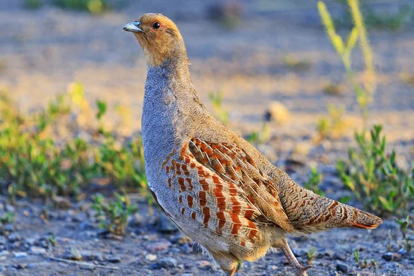 English partridge Stock Photos, Royalty Free English partridge Images ...