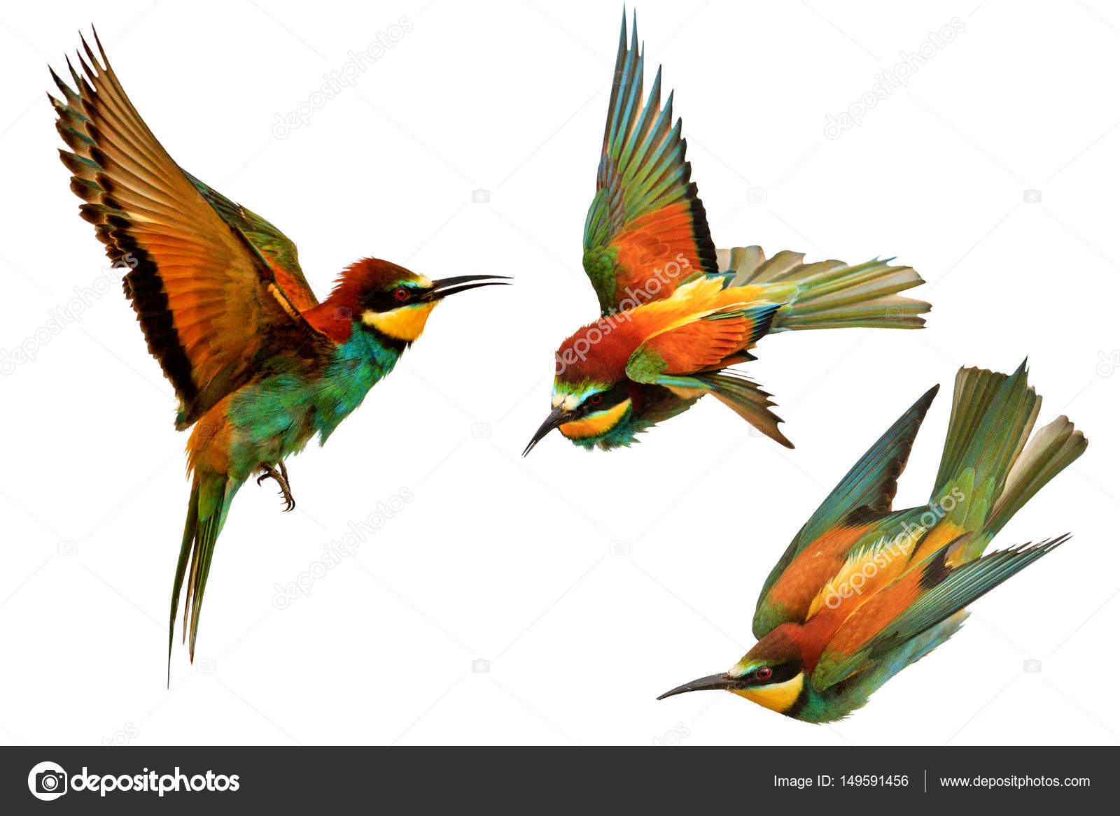 Set of exotic birds in flight isolated on a white background Stock ...