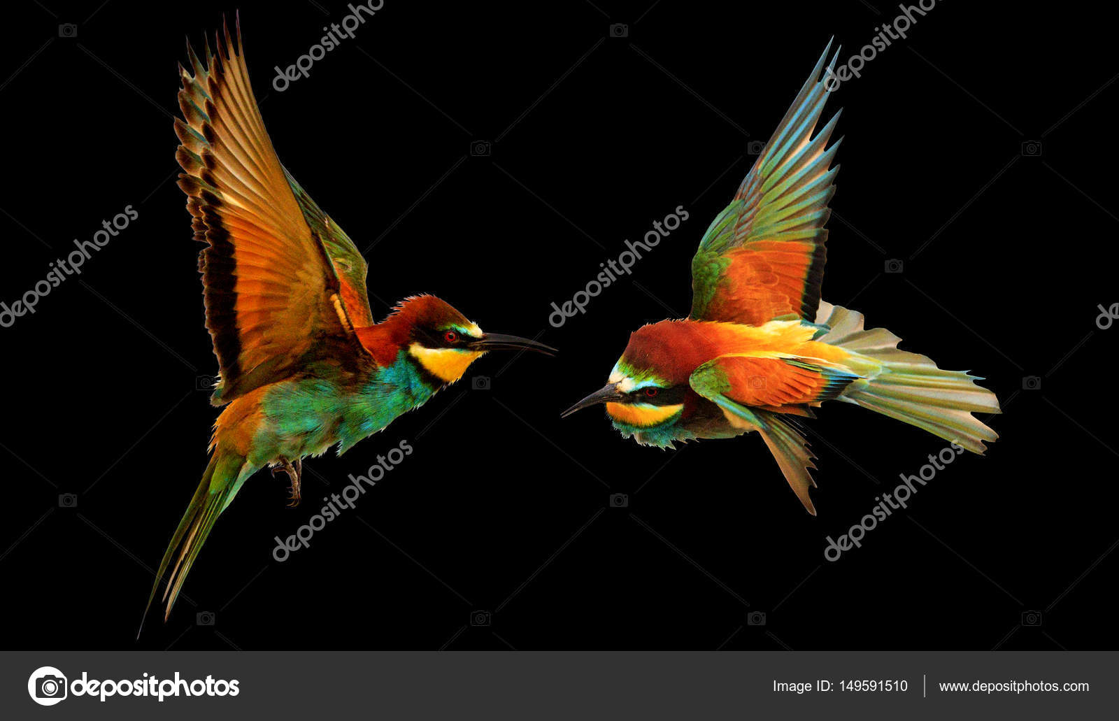 Fighting Wallpaper Birds Wallpapers HD Fighting Birds Wallpapers