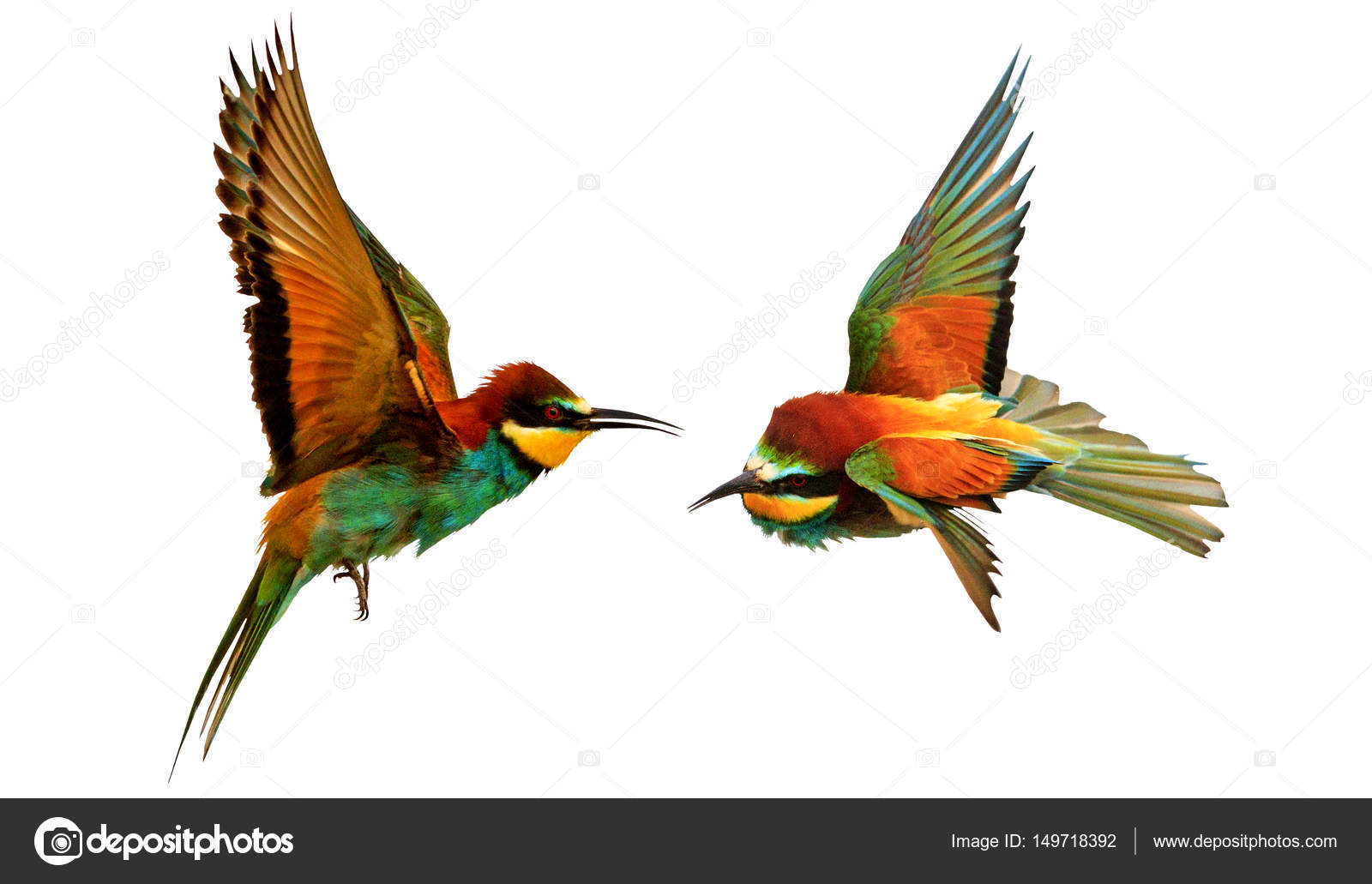 Two Birds Flying Art