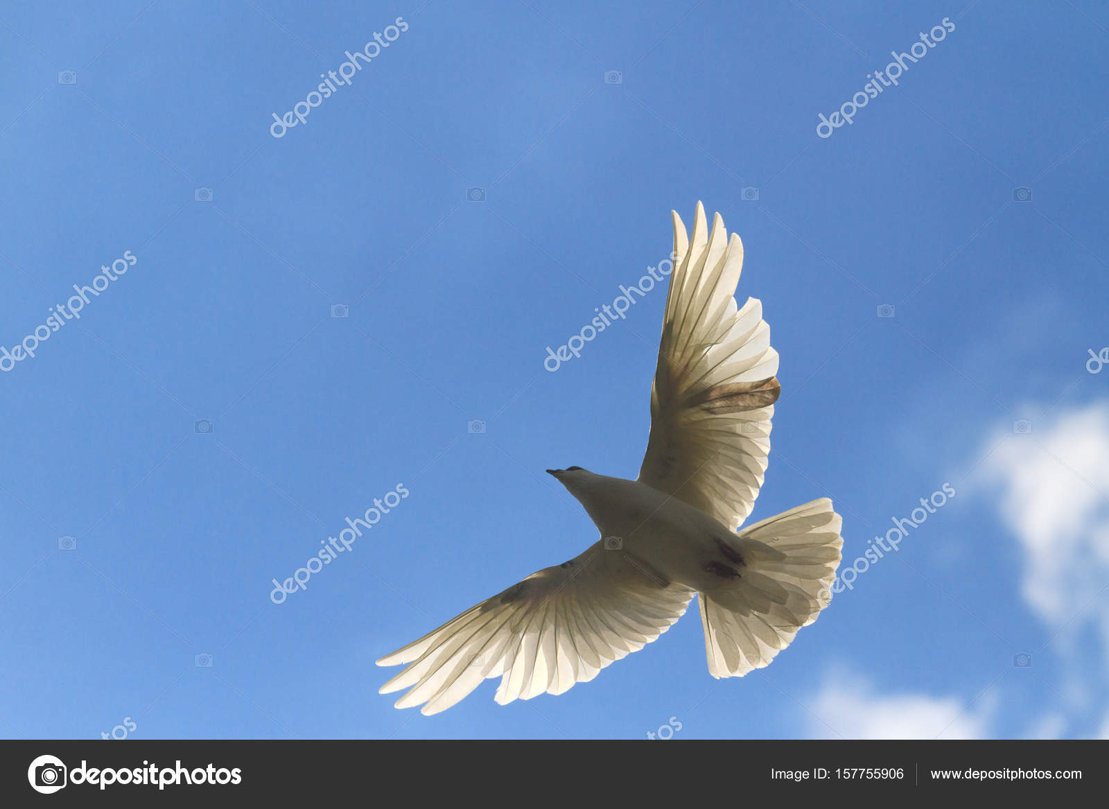 Free bird flies on a blue sky — Stock Photo © drakuliren #157755906