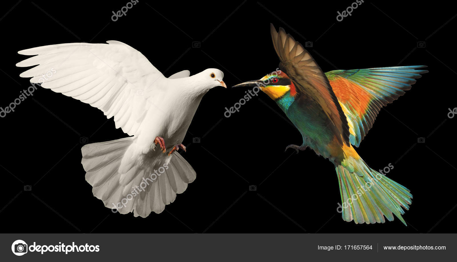 Oiseau Colombe Blanche En Vol