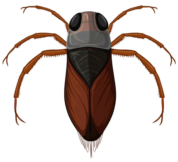 Backswimmer Vector Art Stock Images | Depositphotos