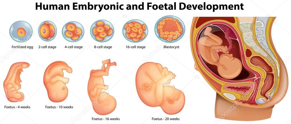 Diagram Showing Human Embryonic And Foetal Development — Stock Vector