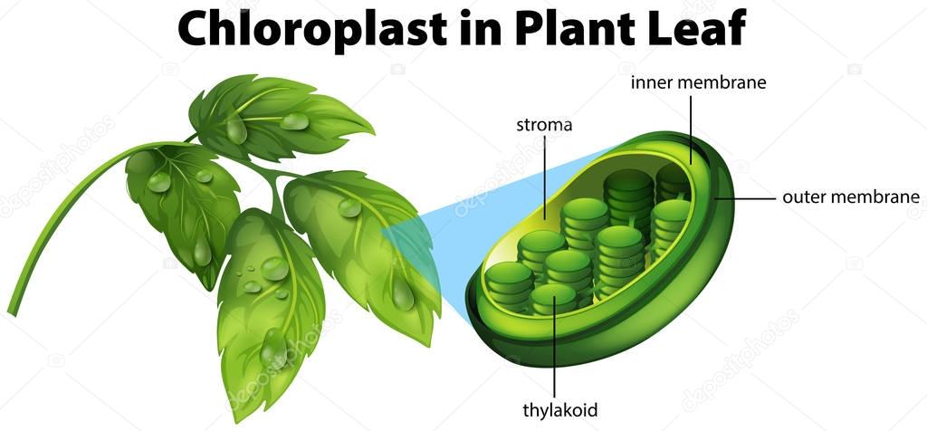 Diagrama que muestra de cloroplasto en hoja de — Vector de stock ...