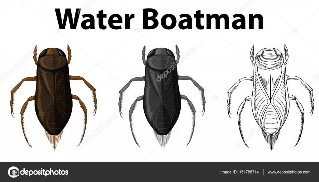 Water Boatman Nymph