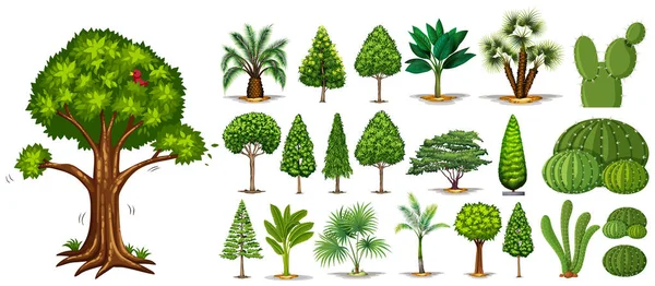 Set van verschillende soorten bomen — Stockvector © blueringmedia #119578292