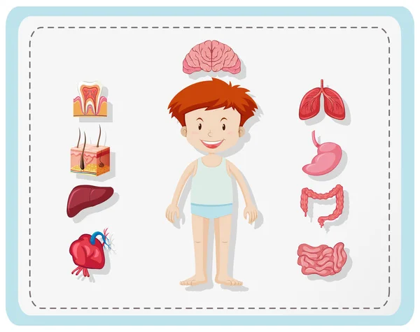 Body Parts Organs For Kids