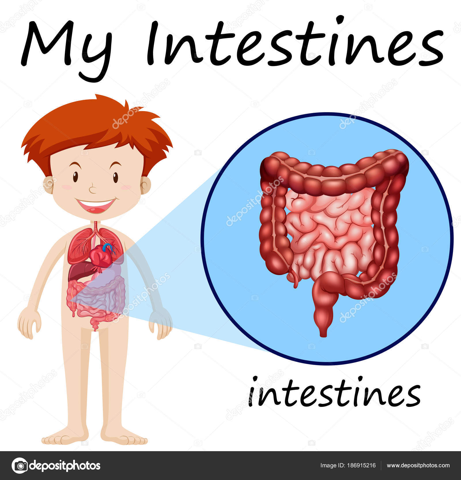 Diagrama De Intestinos Humanos