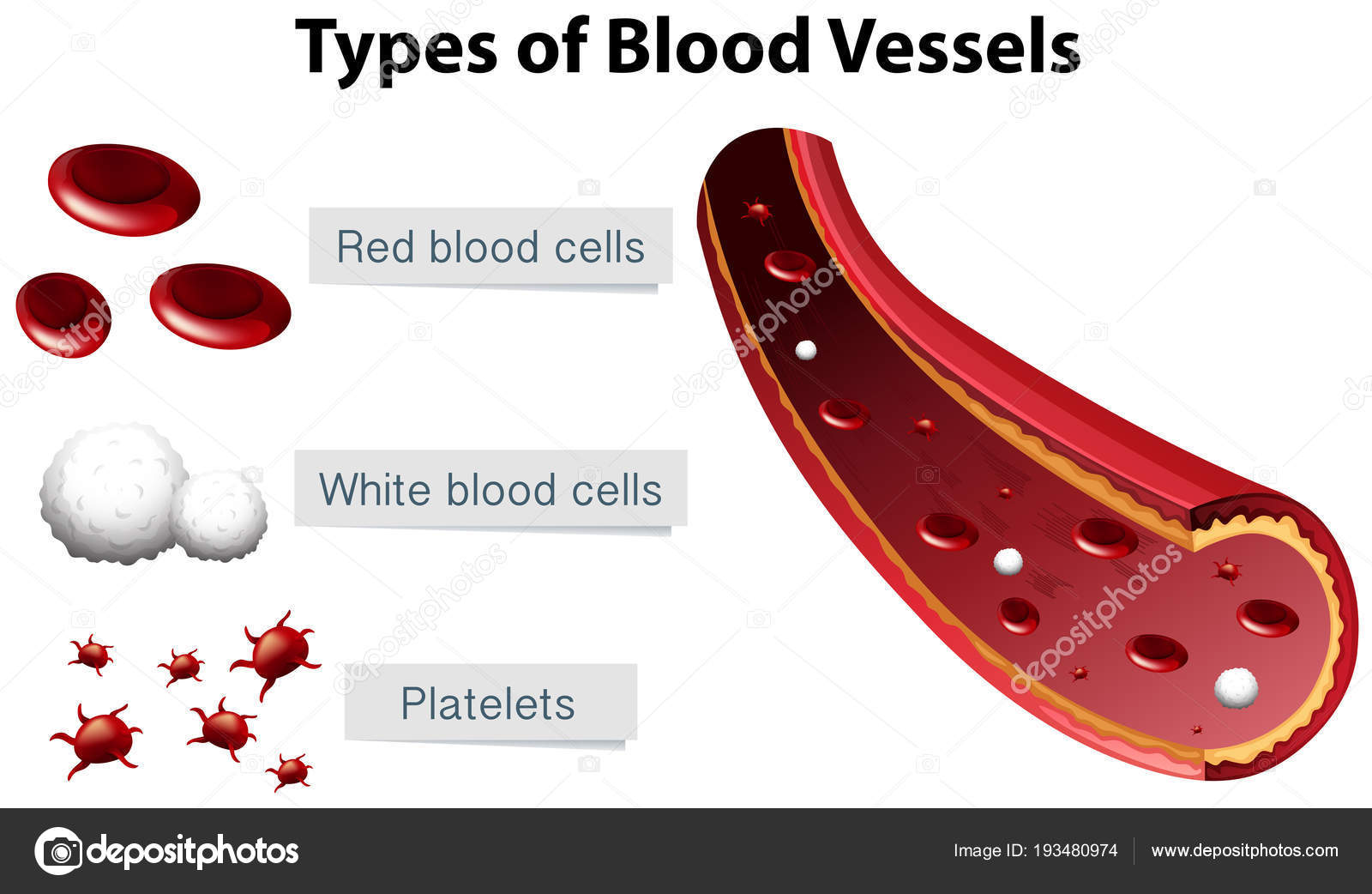 Types of Blood Vessels Illustration Stock Vector by ©blueringmedia ...