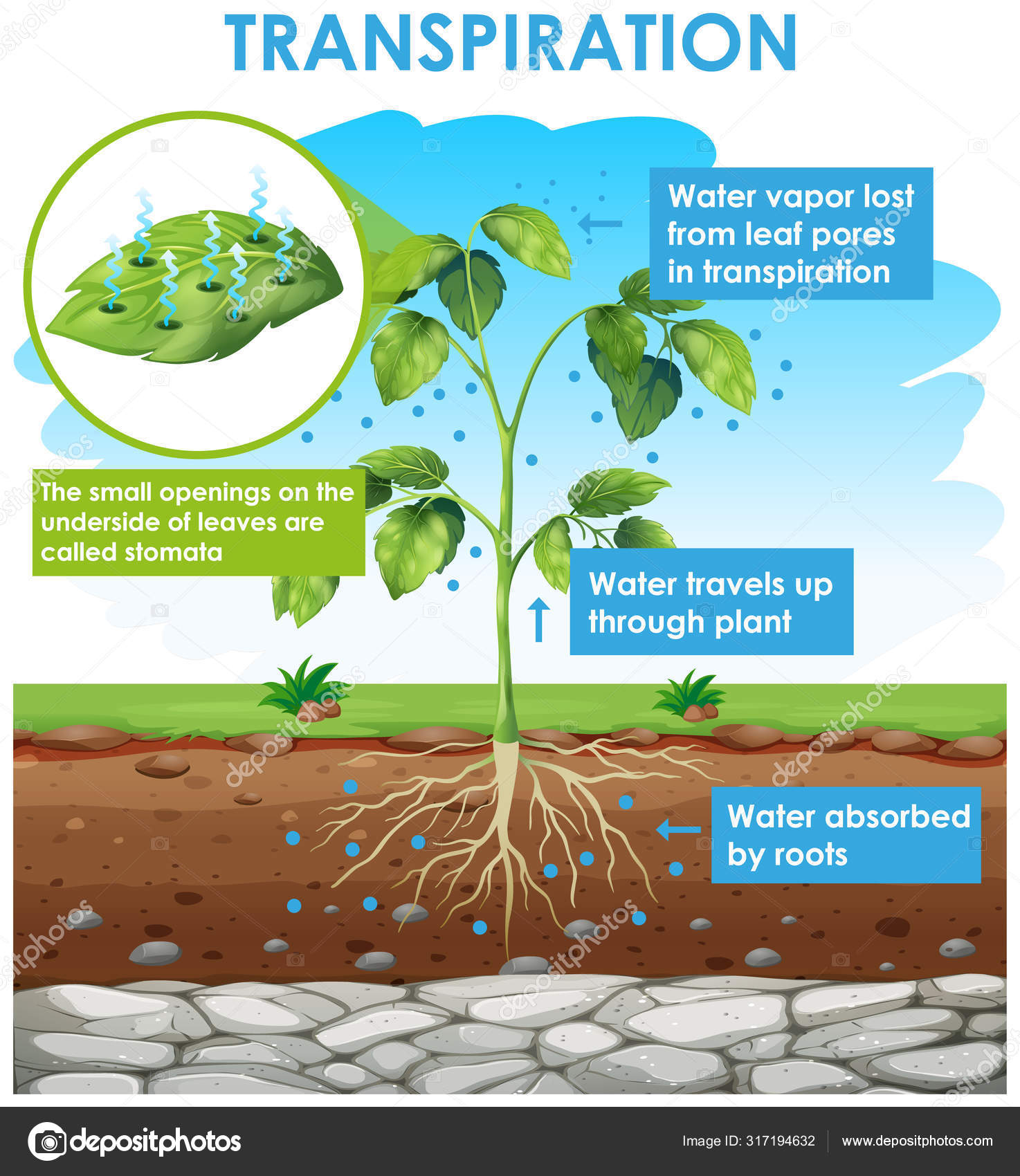 Diagrama que muestra la transpiración en planta Vector de stock por ...