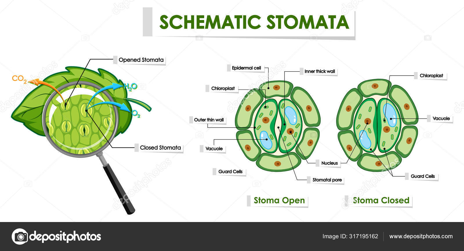 Diagrama De Flor Con Estoma Estomas Ilustraciones Stock, Vectores, Y
