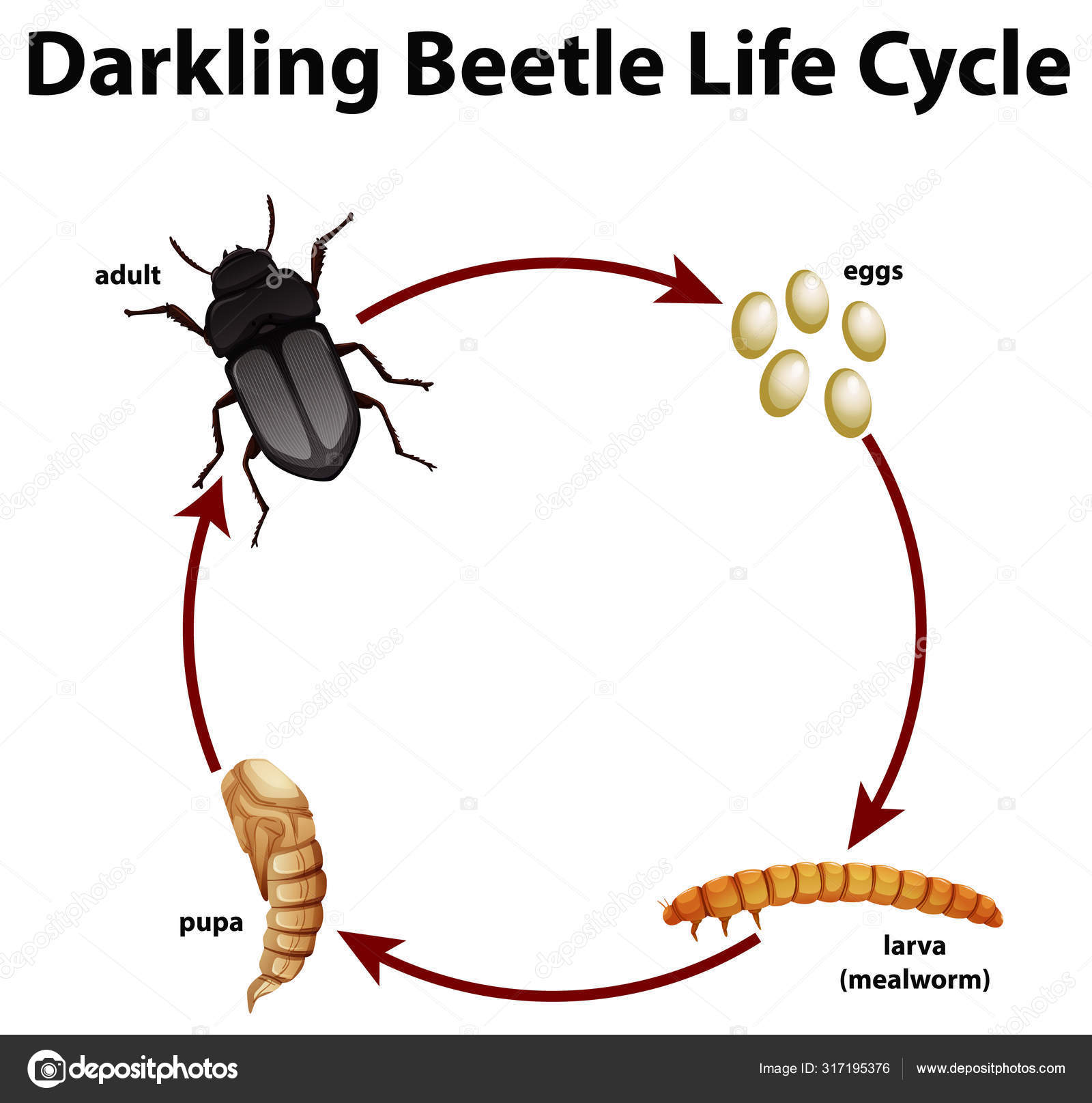 cockroach life cycle diagram - Myesha Akers cockroach life cycle diagram - Myesha Akers