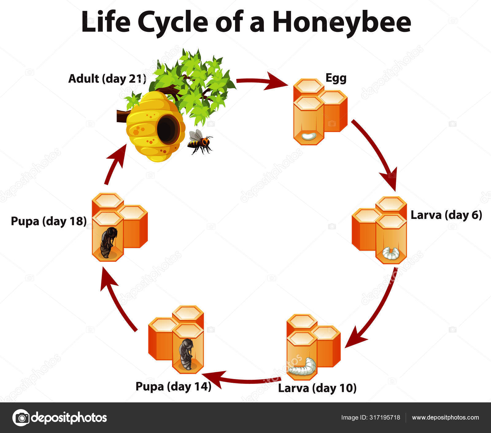 Diagramme montrant le cycle de vie des abeilles domestiques image vectorielle par blueringmedia ...