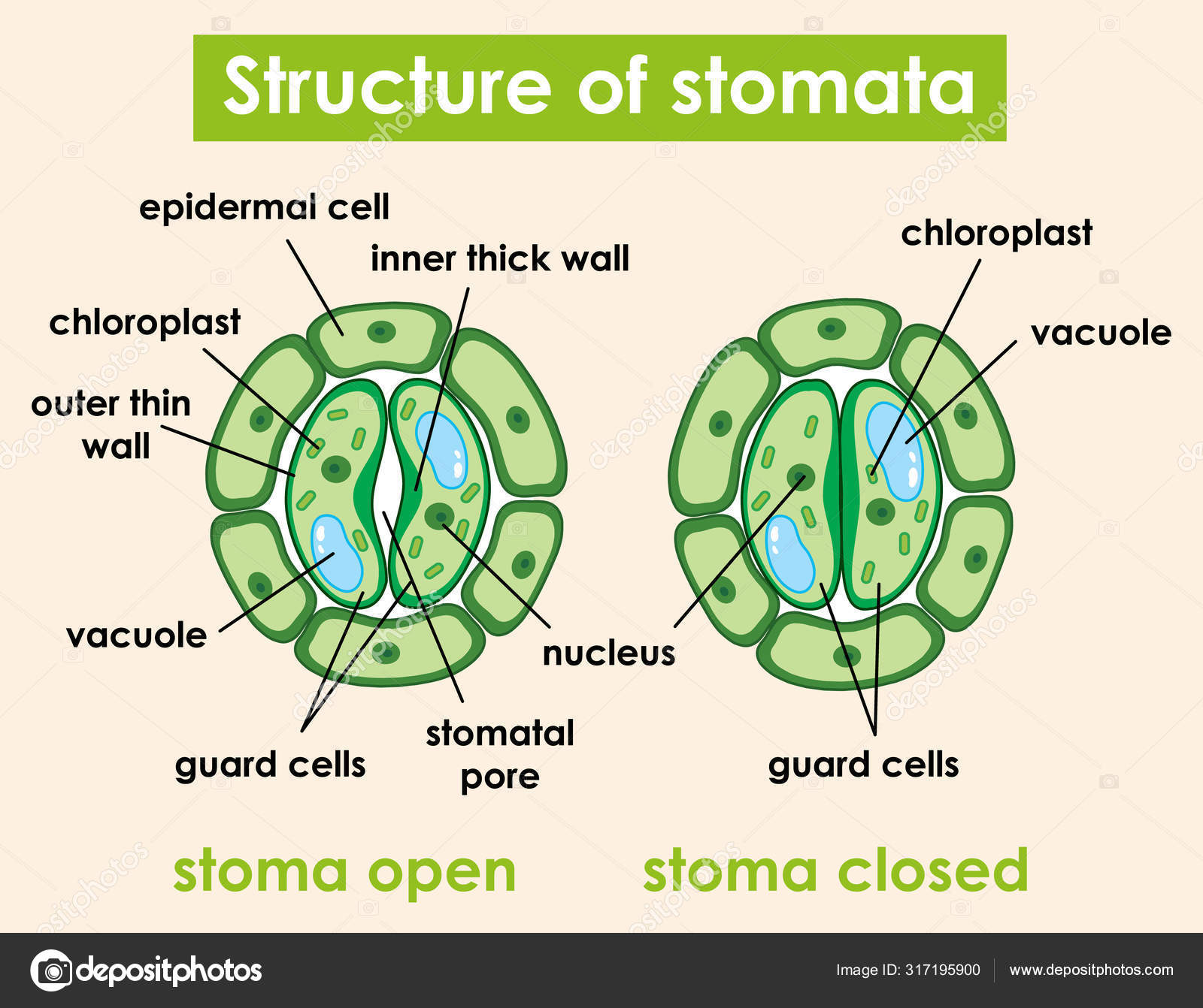 Diagrama De Estomas De La Hoja