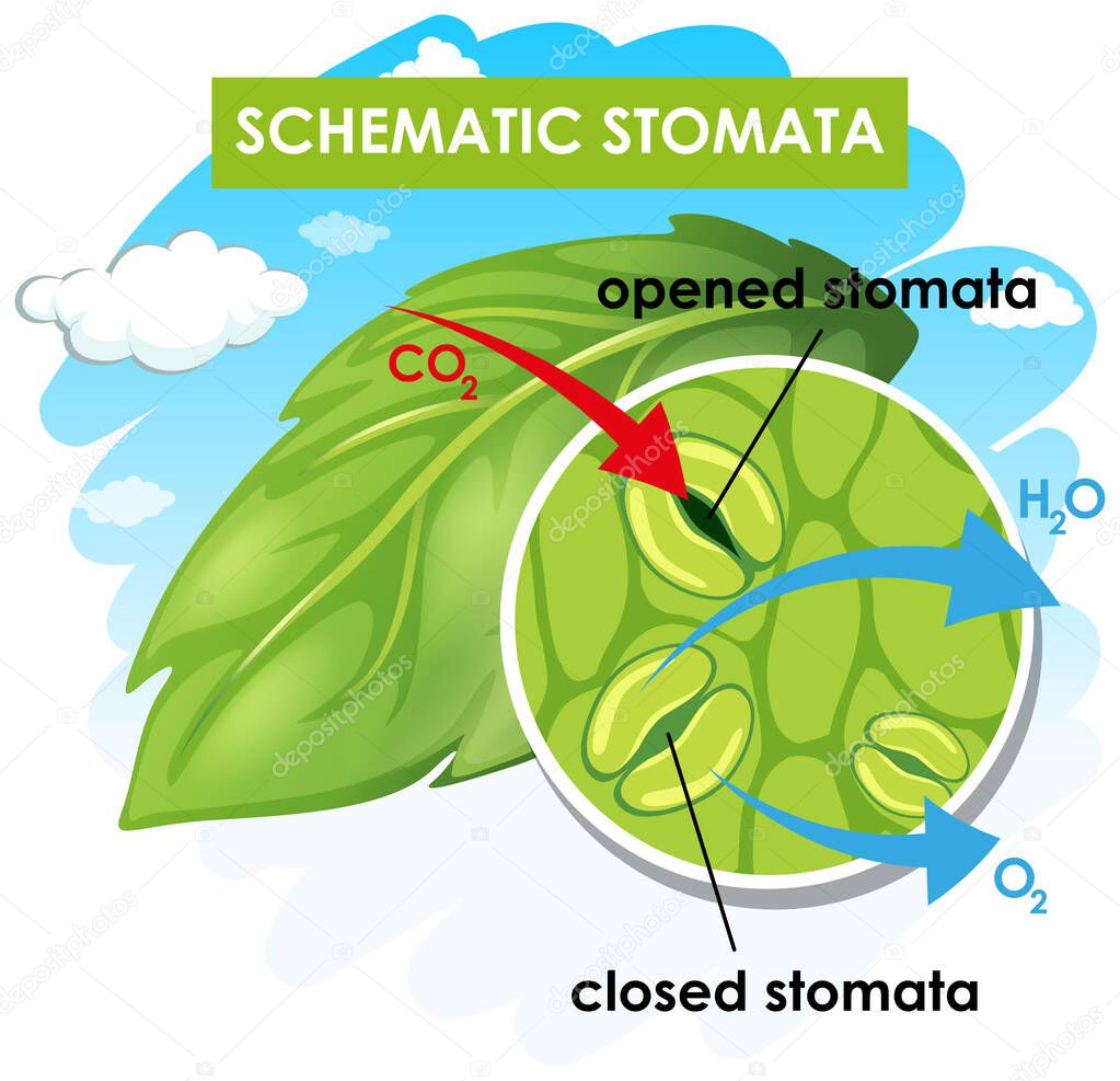 Diagramma Degli Stomi