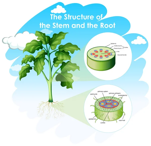 [DIAGRAM] Tree Trunk Stem Diagram - MYDIAGRAM.ONLINE