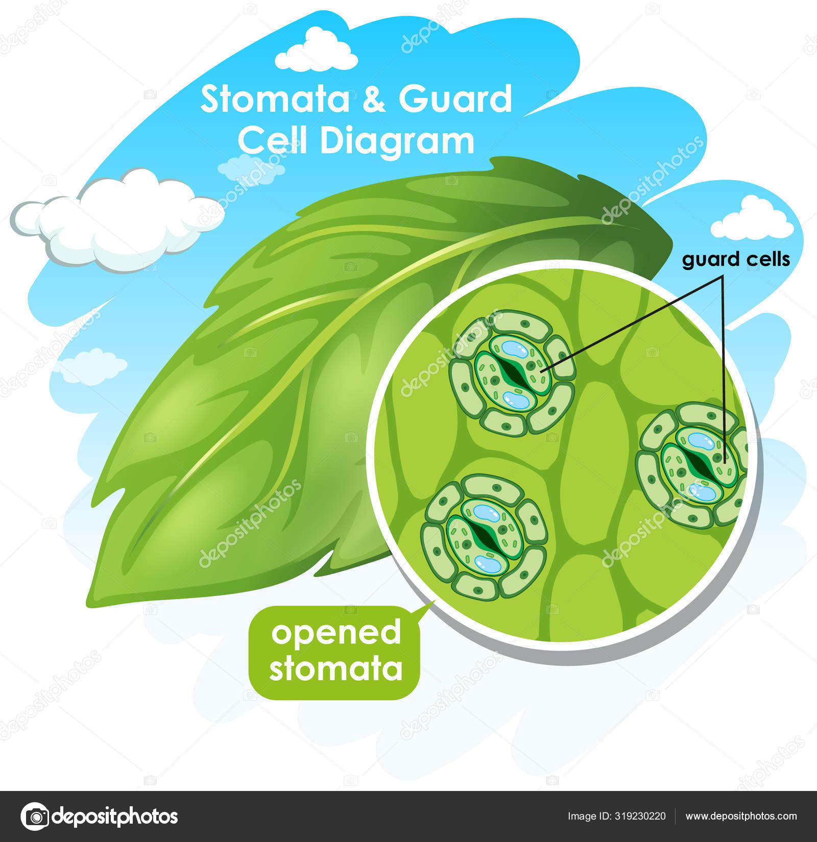 Diagram showing stomata and guard cell Stock Vector by ©blueringmedia ...